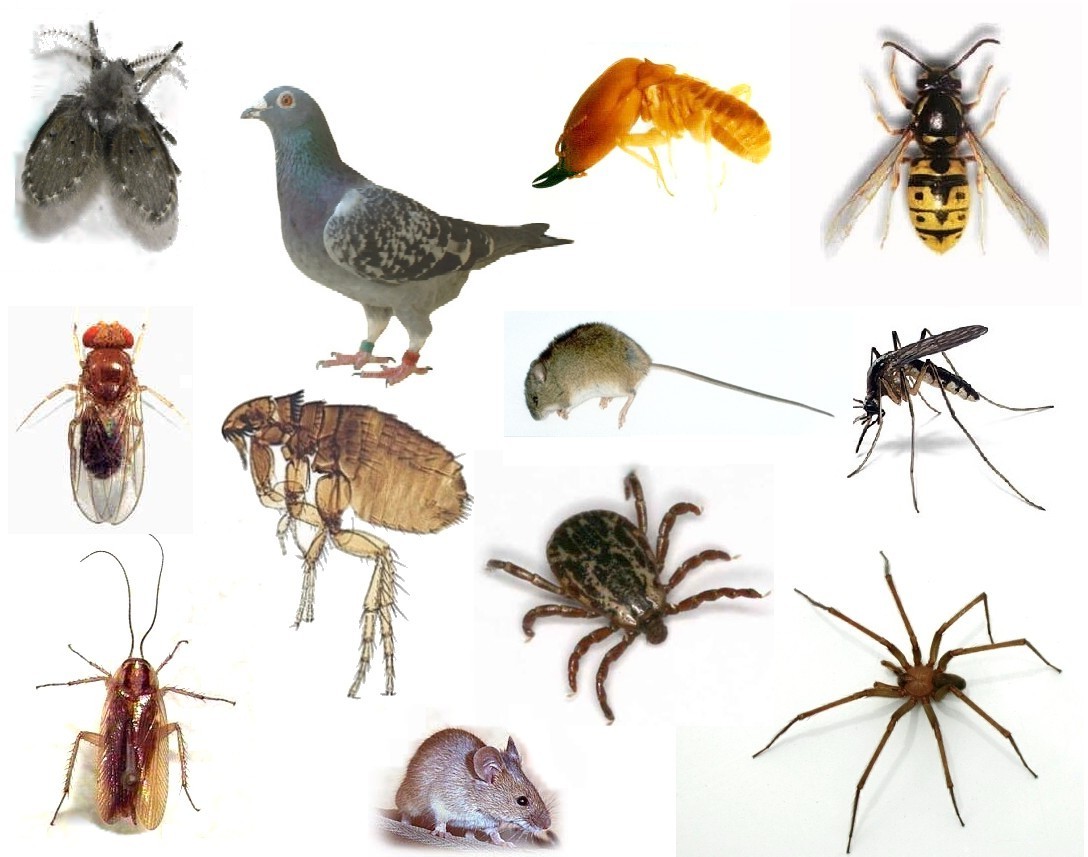 CONTROL DE PLAGAS :: Fumigacontrol-cl